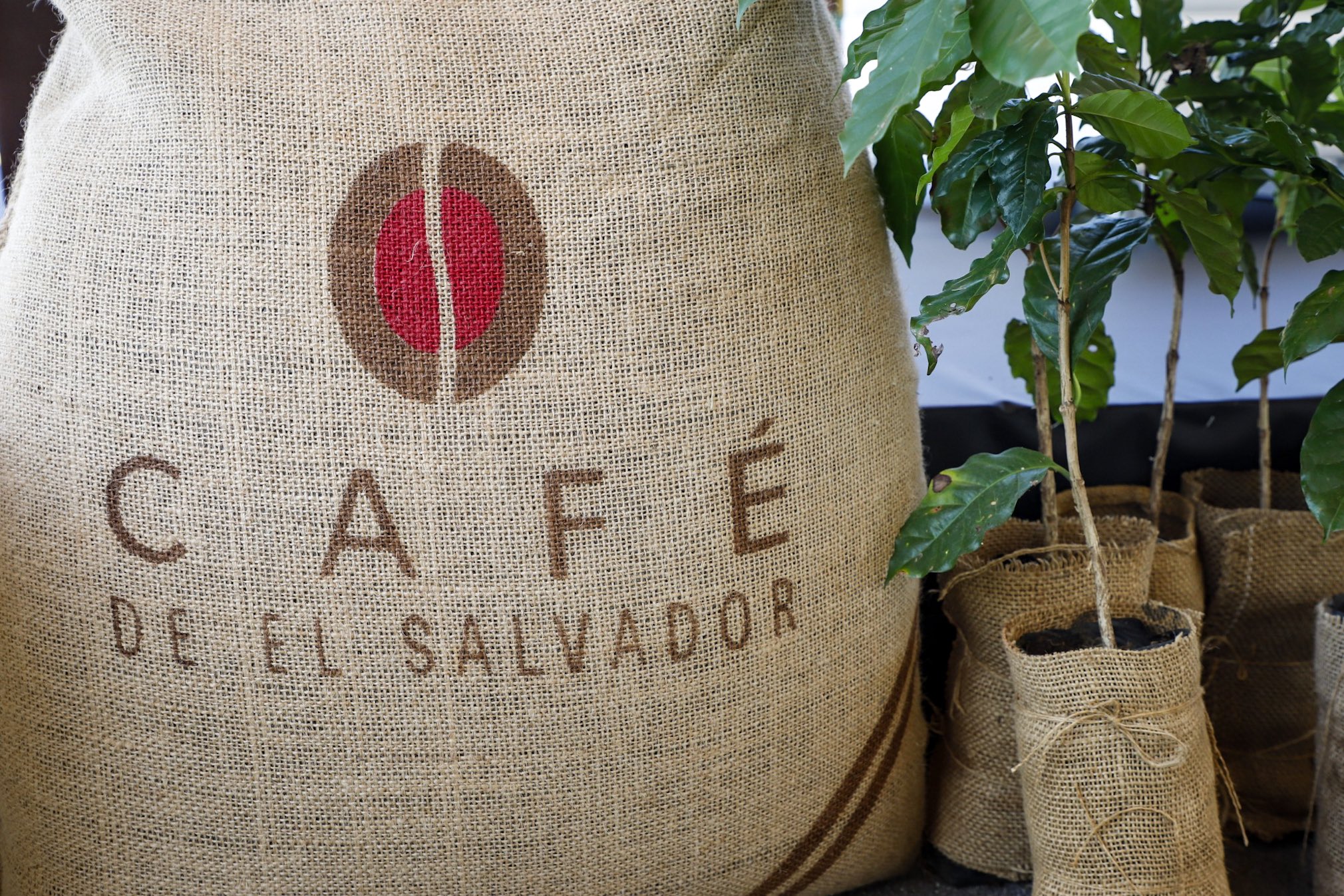 30,000 libras de café salvadoreño ya están siendo distribuidas por ...