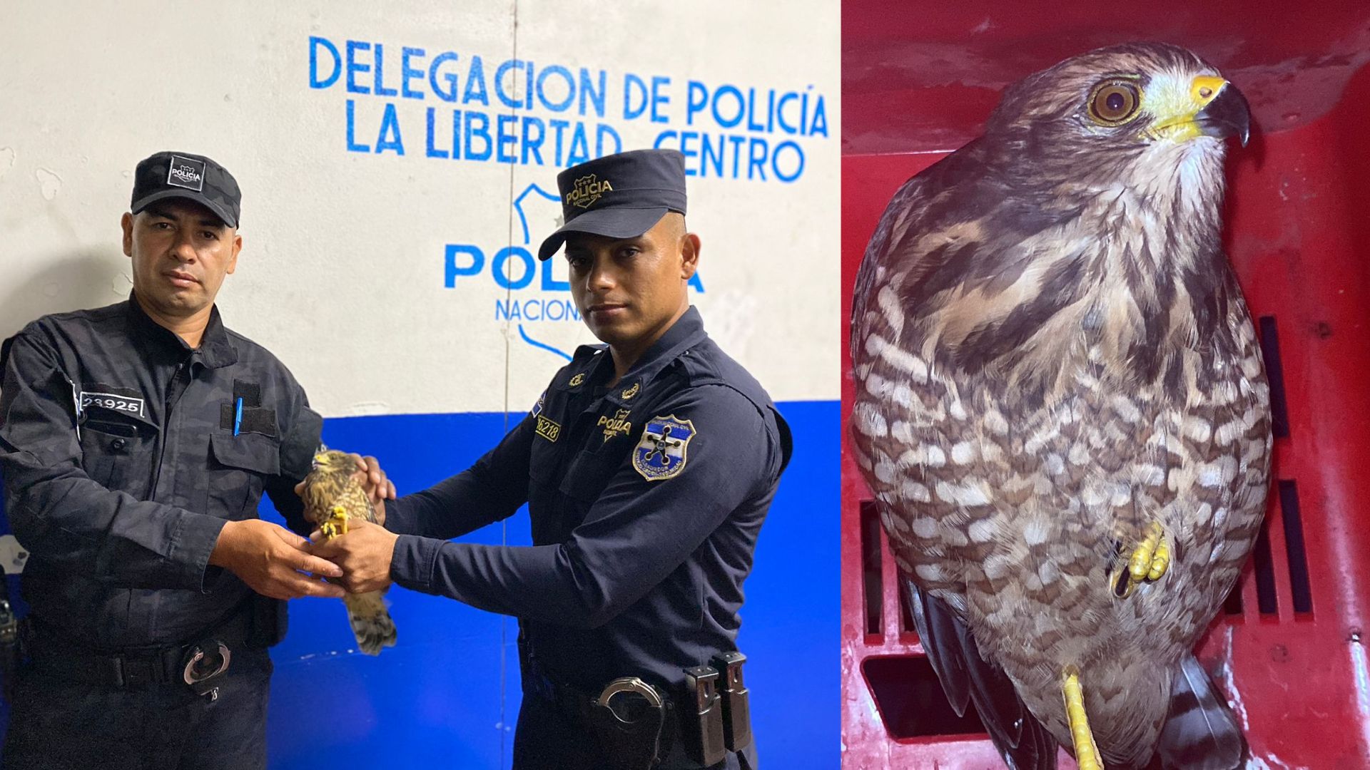Localizan gavilán en edad juvenil en San Juan Opico - La Noticia SV