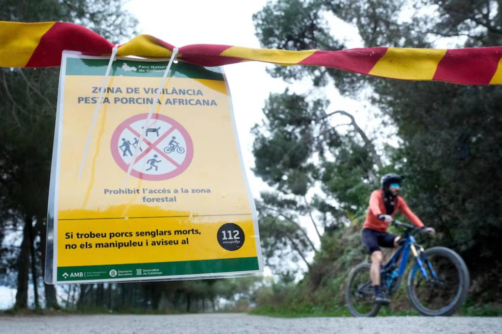 España registra el primer brote de peste porcina africana en 30 años ...